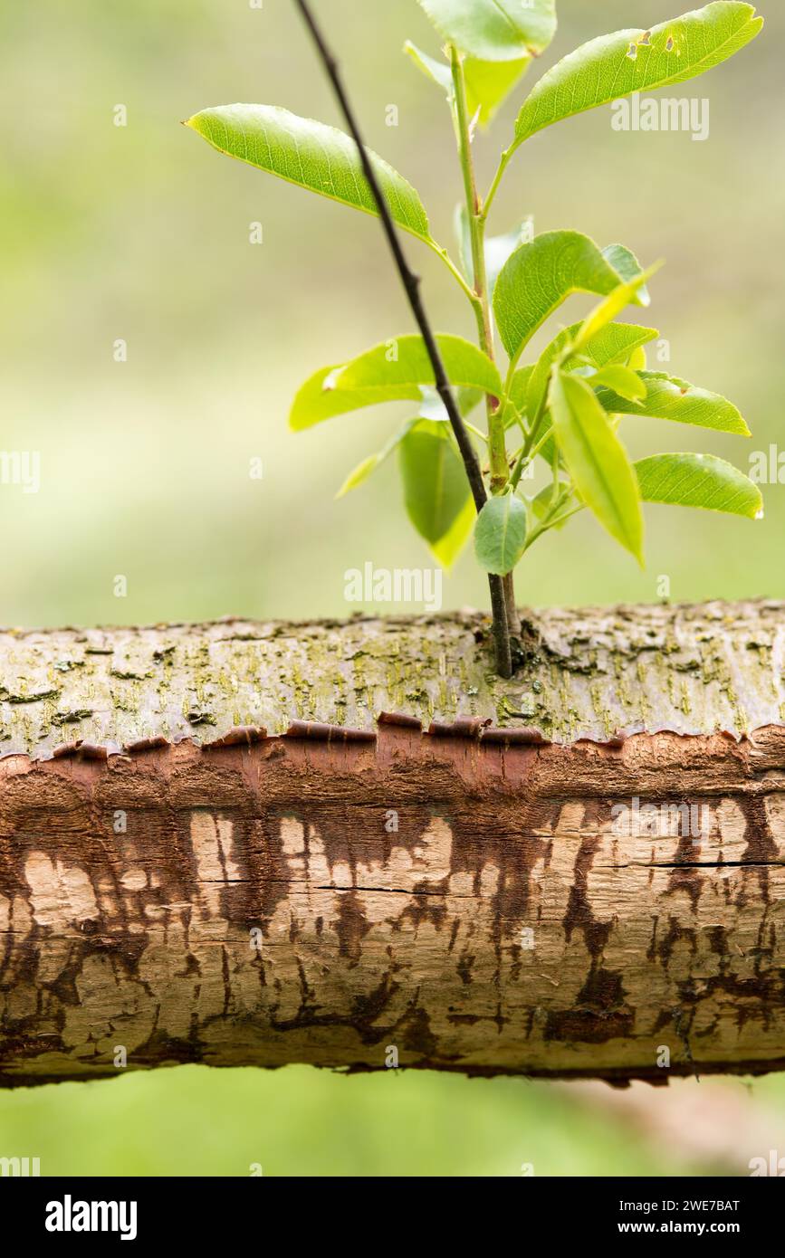 European beaver (Castor fiber) or Eurasian beaver, habitat, felled ...
