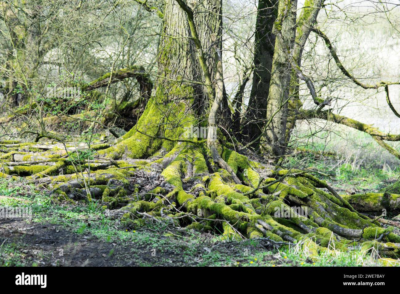 Underwashed rootstocks of trees, board roots of a european white elm ...