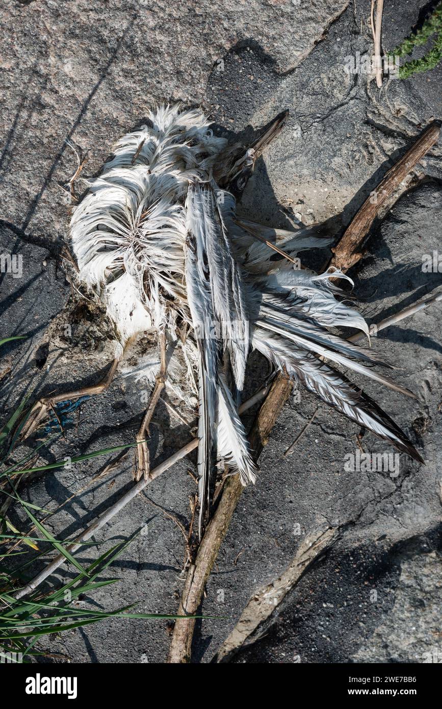 Twigs lying on the ground hi-res stock photography and images - Alamy