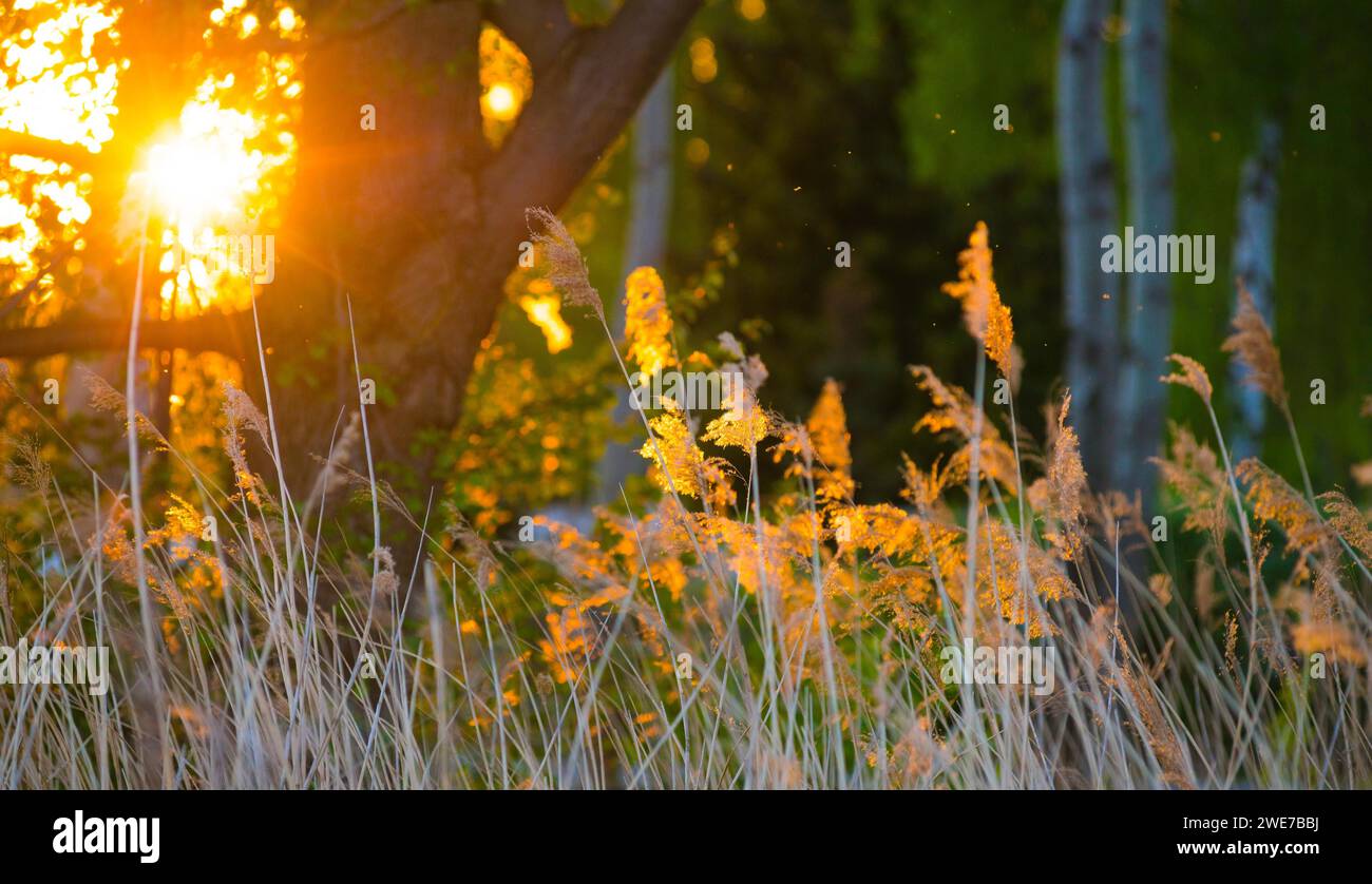 The warm light of the setting sun penetrates the grasses and trees ...