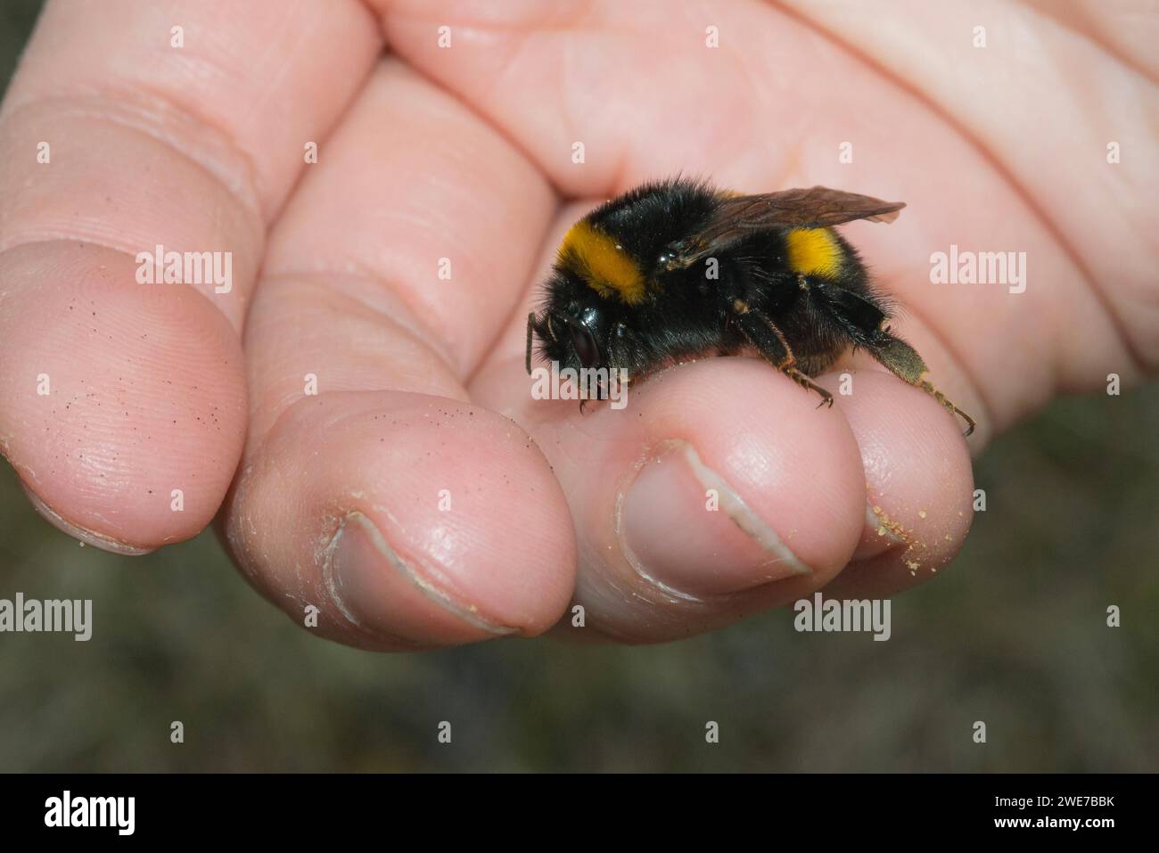 Bumblebee meeting hi-res stock photography and images - Alamy