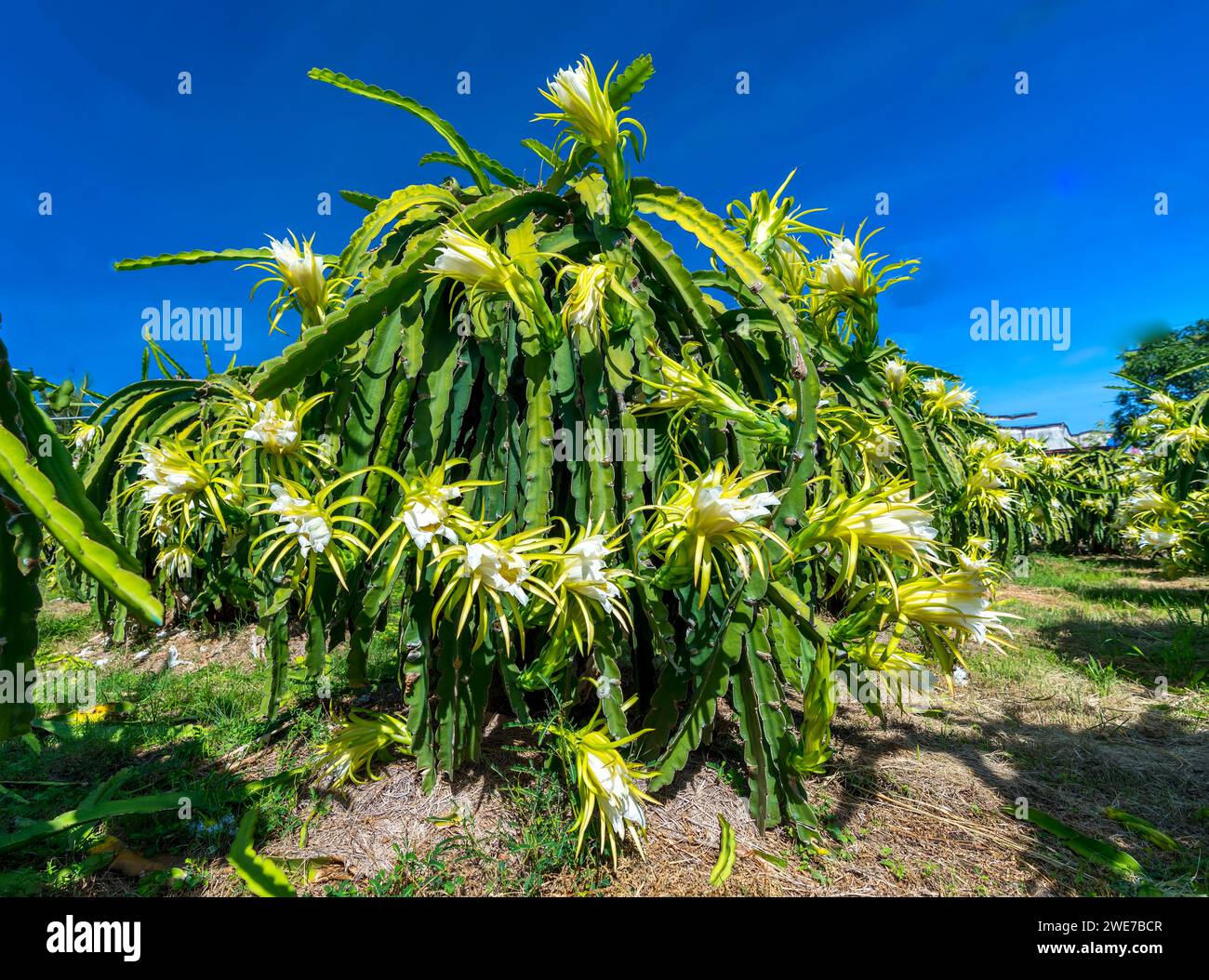 Dragon fruit flower in organic farm. This flower blooms in 4 days if ...