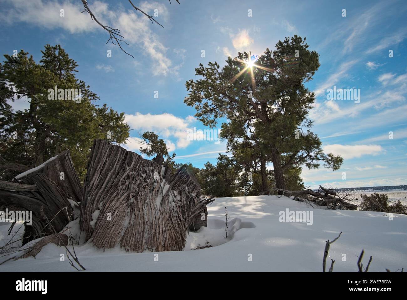 Giant Juniper Stump on a snowy Southwestern Desert Hill Stock Photo - Alamy