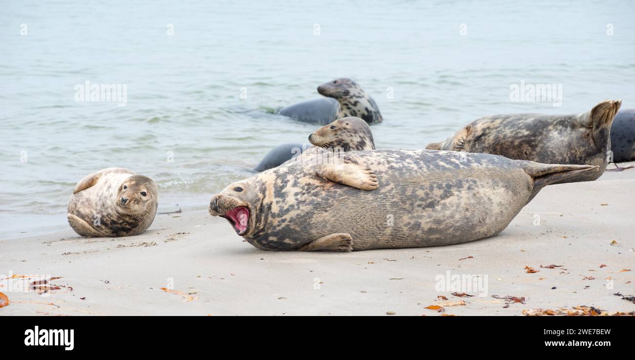Group of grey seals lying relaxed on a sandy beach, one animal yawning ...