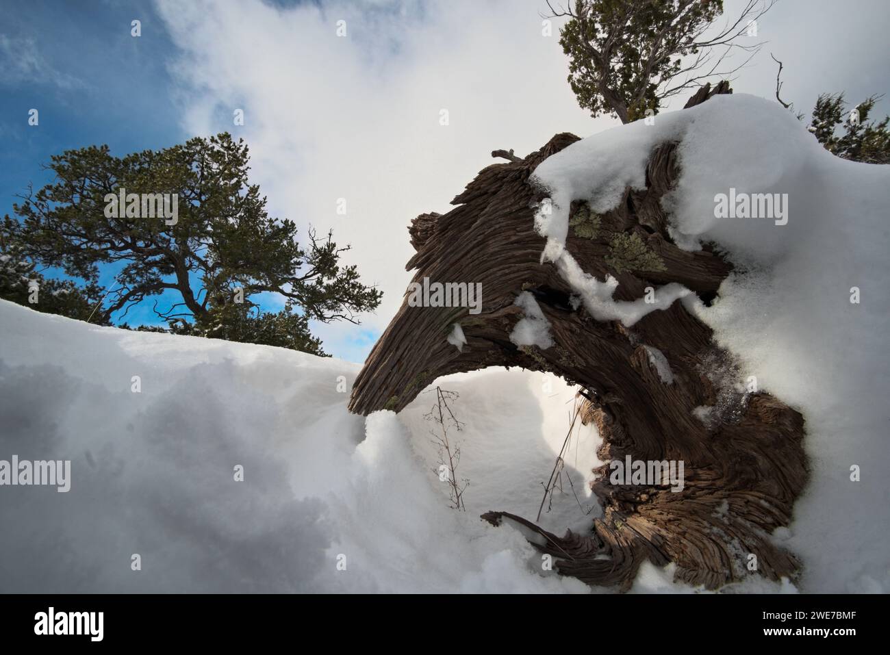 Stump Root Arch in Snowdrift Stock Photo - Alamy