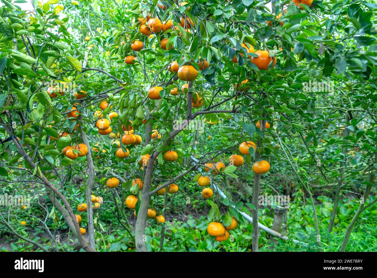 Ripe tangerines on trees waiting to be harvested, this is a specialty ...