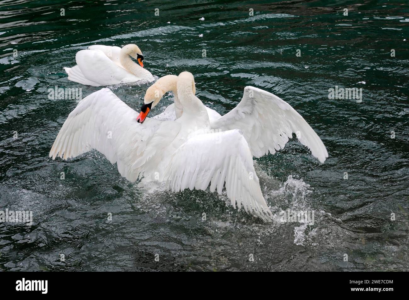Fight between two mute swans (Cygnus olor), Altmuehl, Bavaria, Germany ...