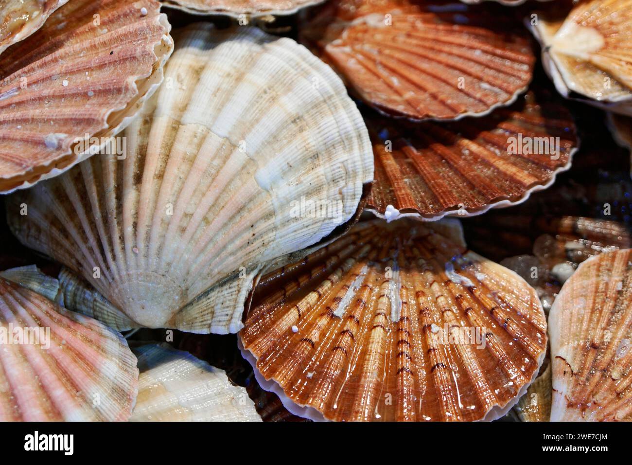 Scallops, Campo de la Pescaria fish market, Rialto market, San Polo ...