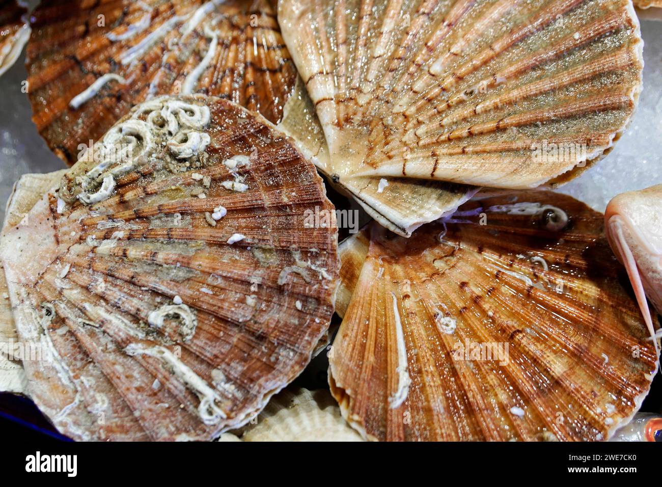 Scallops, Campo de la Pescaria fish market, Rialto market, San Polo ...