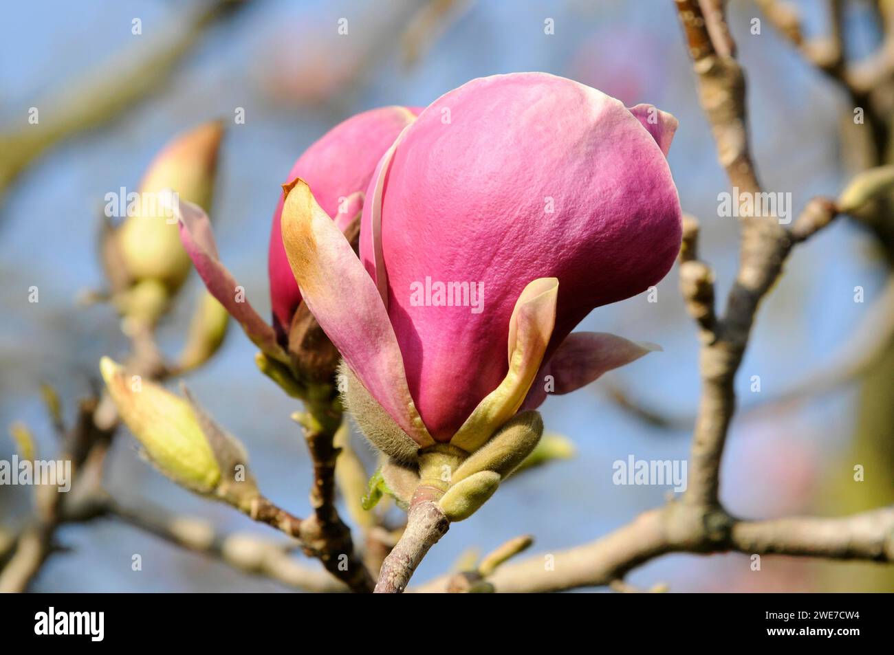 Blossom of the chinese magnolia (Magnolia x soulangeana), Baden ...