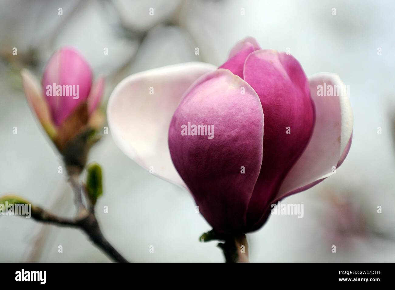 Blossom of the chinese magnolia (Magnolia x soulangeana), Baden ...