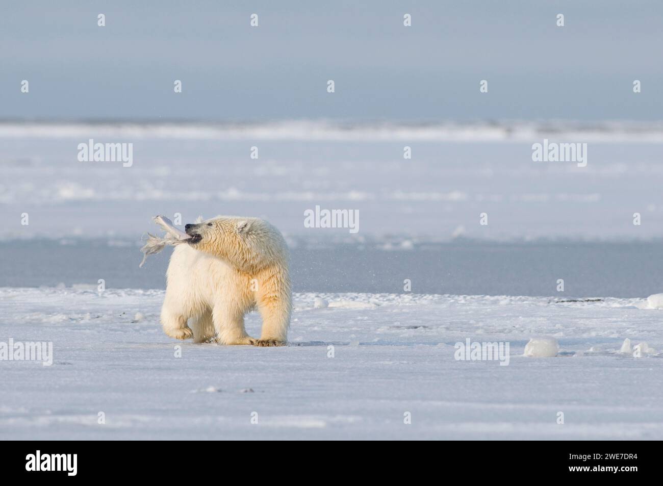 polar bear Ursus maritimus cub with whale blubber traveling across ...