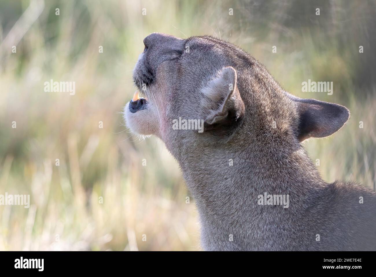 Cougar (Cougar concolor), silver lion, mountain lion, cougar, panther ...
