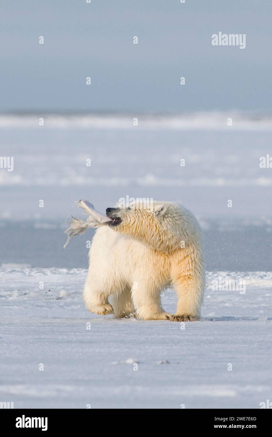 polar bear Ursus maritimus cub with whale blubber traveling across ...