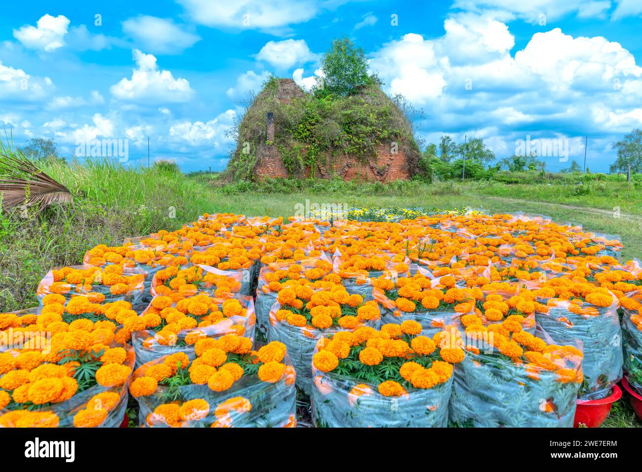 Abandoned brick kilns in the chrysanthemum garden in early spring in ...