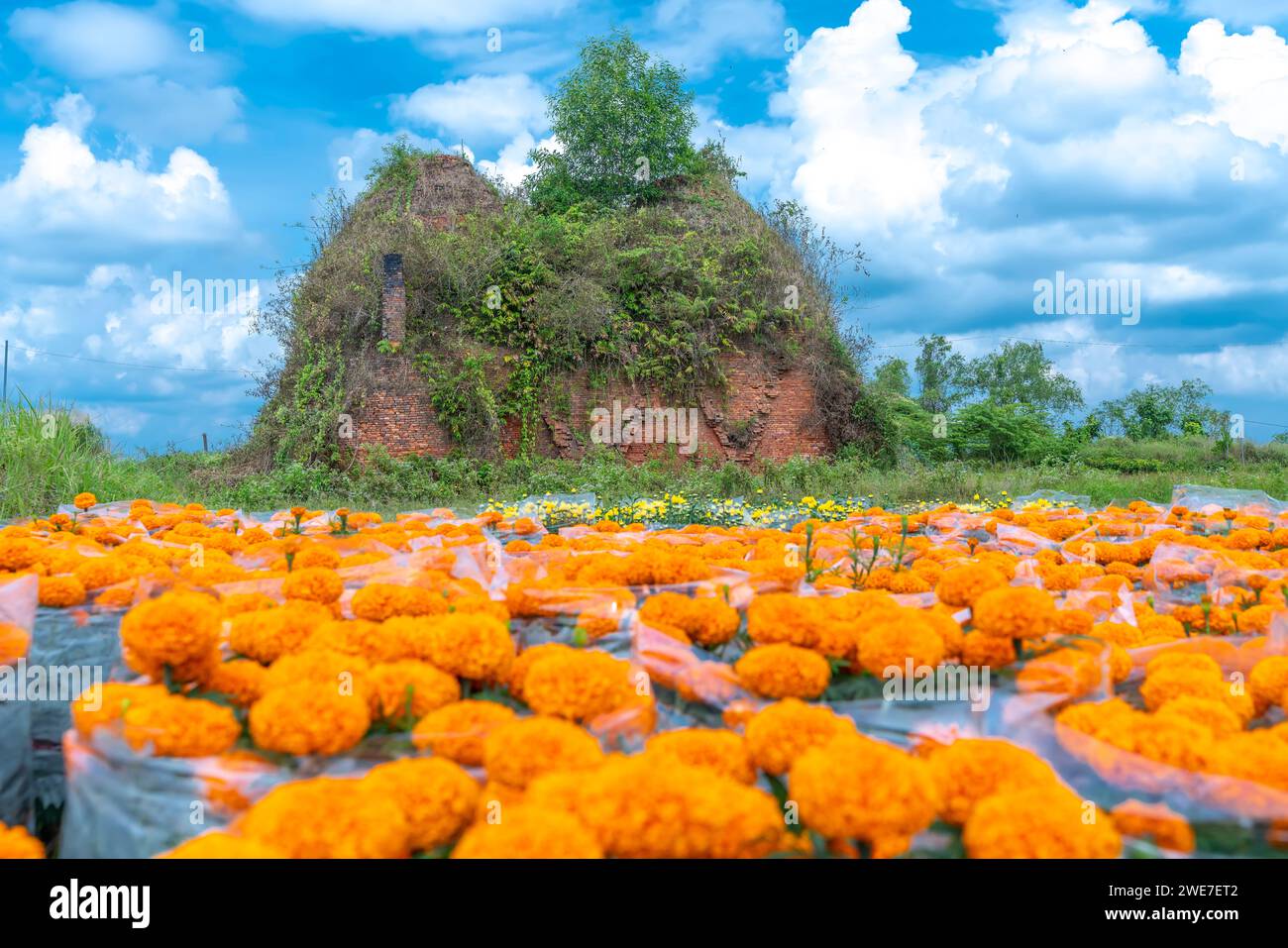 Abandoned brick kilns in the chrysanthemum garden in early spring in ...