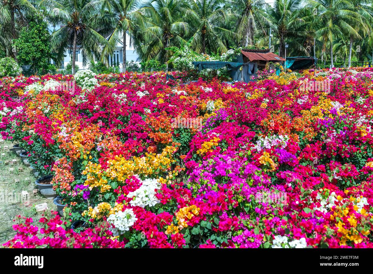 Drum village of bougainvillea blooms throughout Cho Lach, Ben Tre ...