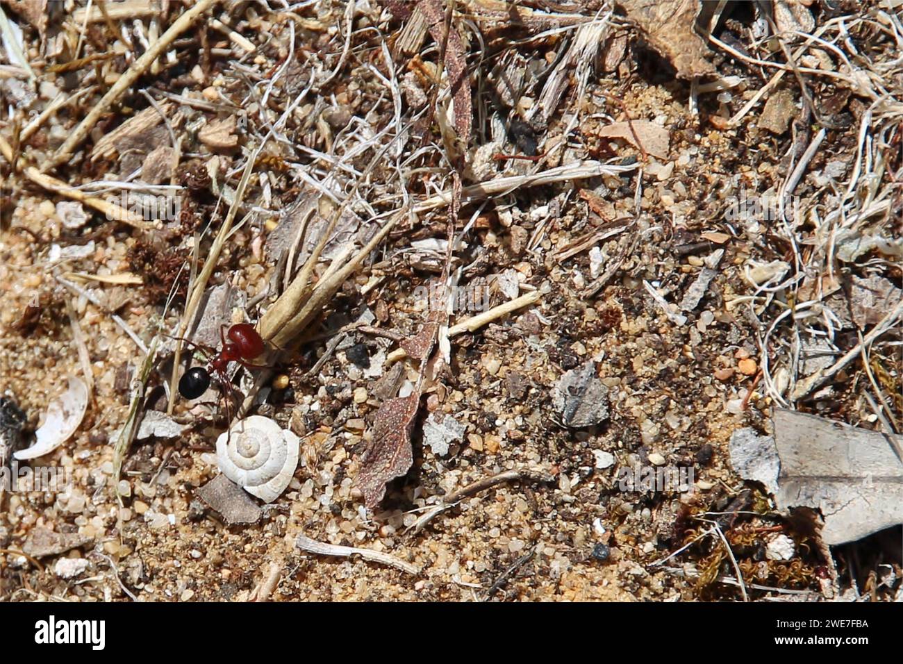 Furnace Ant (Melophorus sp.) carrying grass seed, South Australia Stock ...