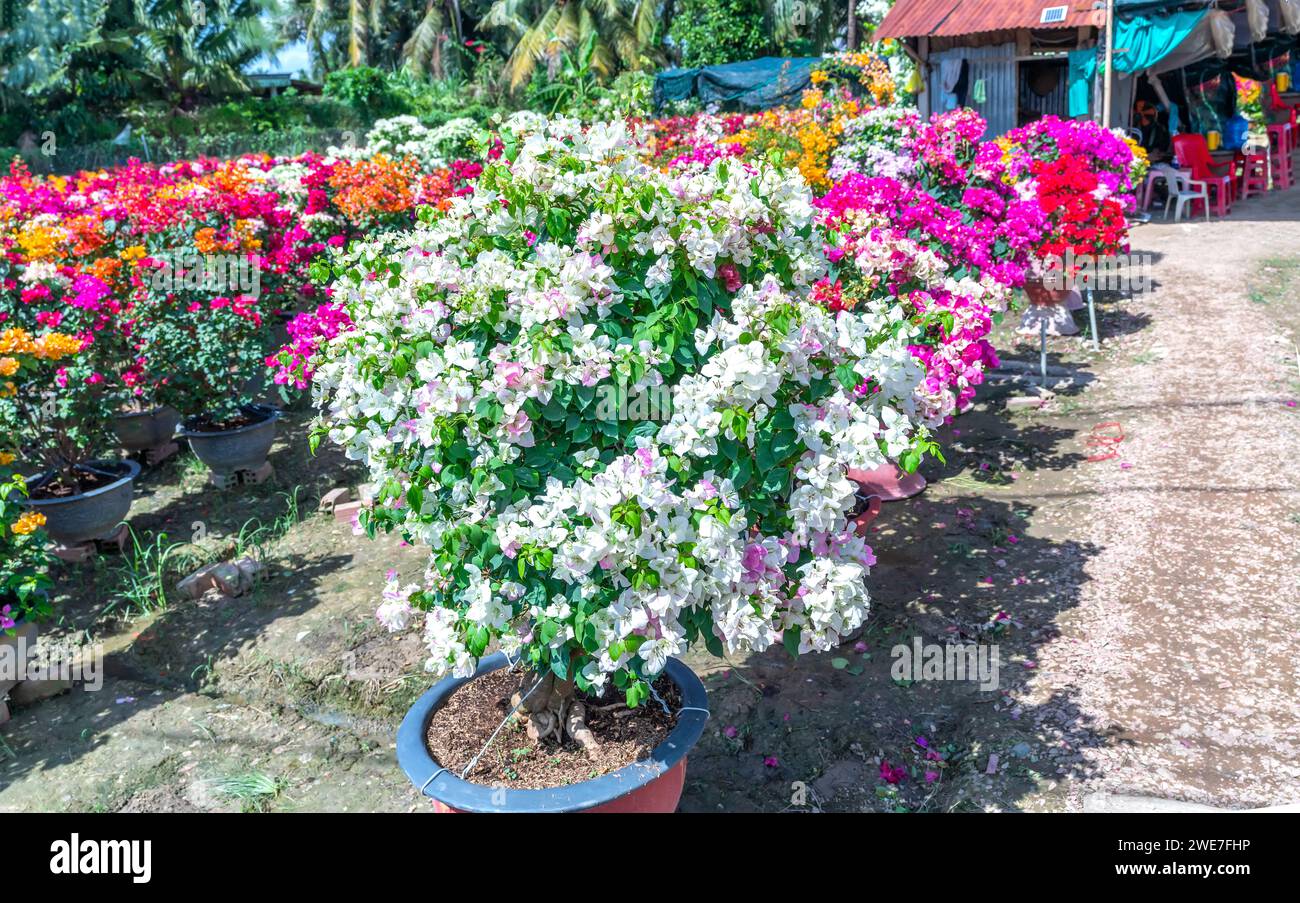 Drum village of bougainvillea blooms throughout Cho Lach, Ben Tre ...