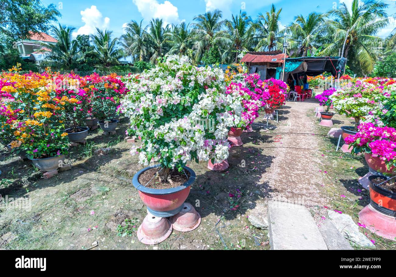 Drum village of bougainvillea blooms throughout Cho Lach, Ben Tre ...