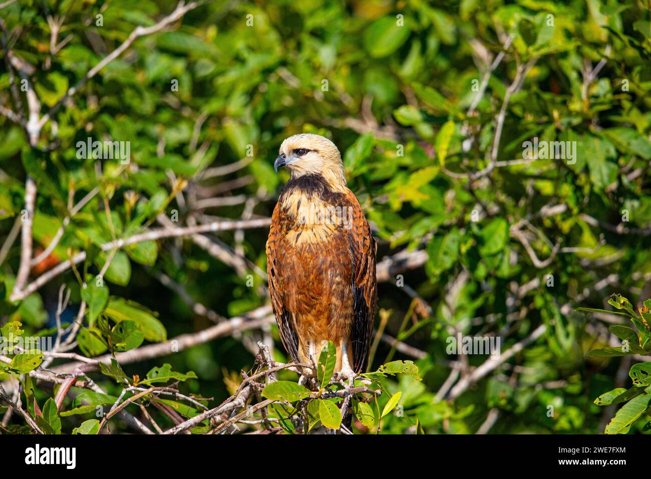 Black-collared hawk (Busarellus nigricollis) Pantanal Brazil Stock ...