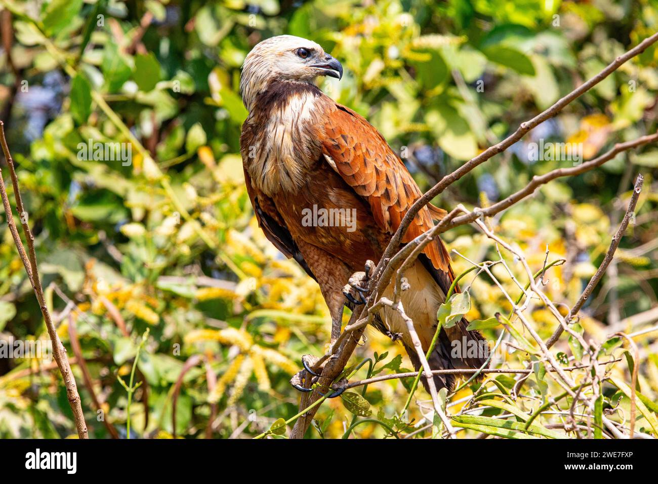 Black-collared hawk (Busarellus nigricollis) Pantanal Brazil Stock ...