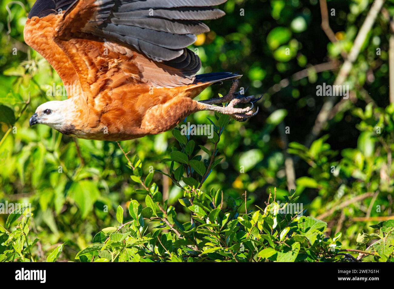 Black-collared hawk (Busarellus nigricollis) Pantanal Brazil Stock ...