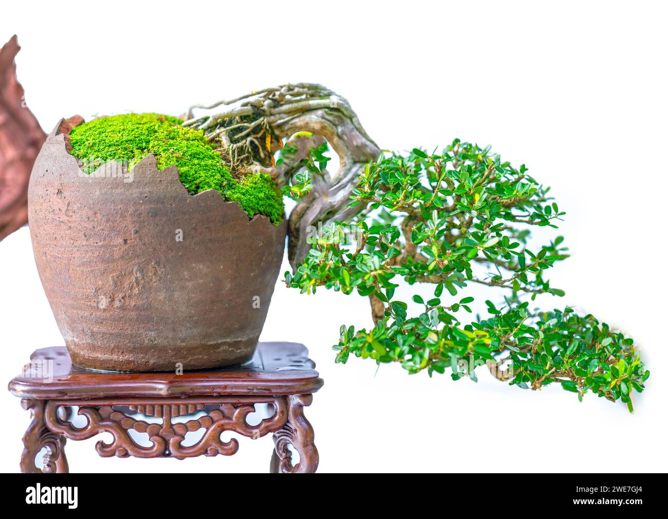 Bonsai tree isolated on white background in a pot plant with many ...