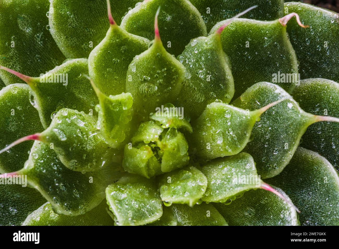 Macro of succulent cactus belonging to the family of Crassulaceae with ...