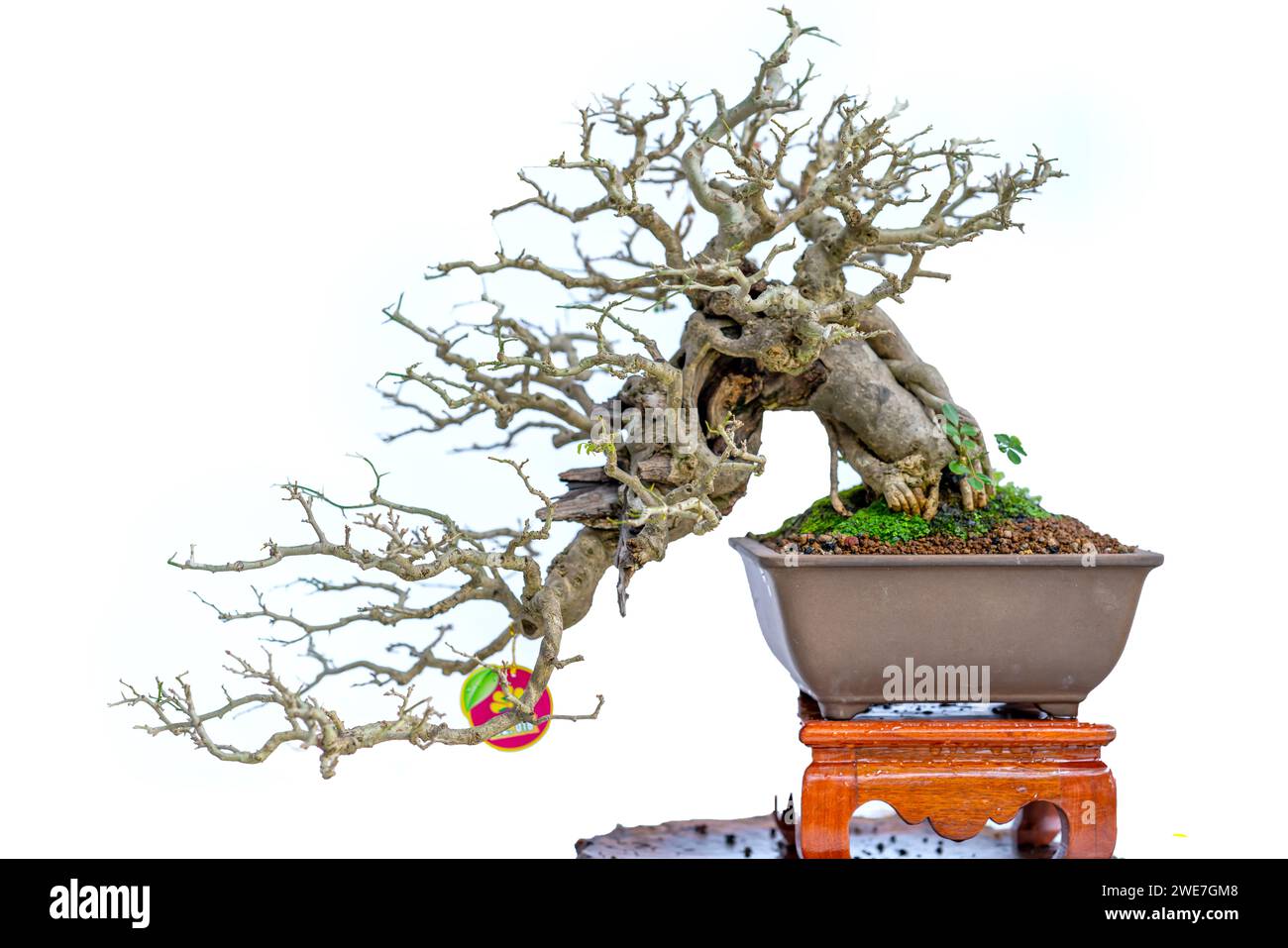 Bonsai tree isolated on white background in a pot plant with many ...