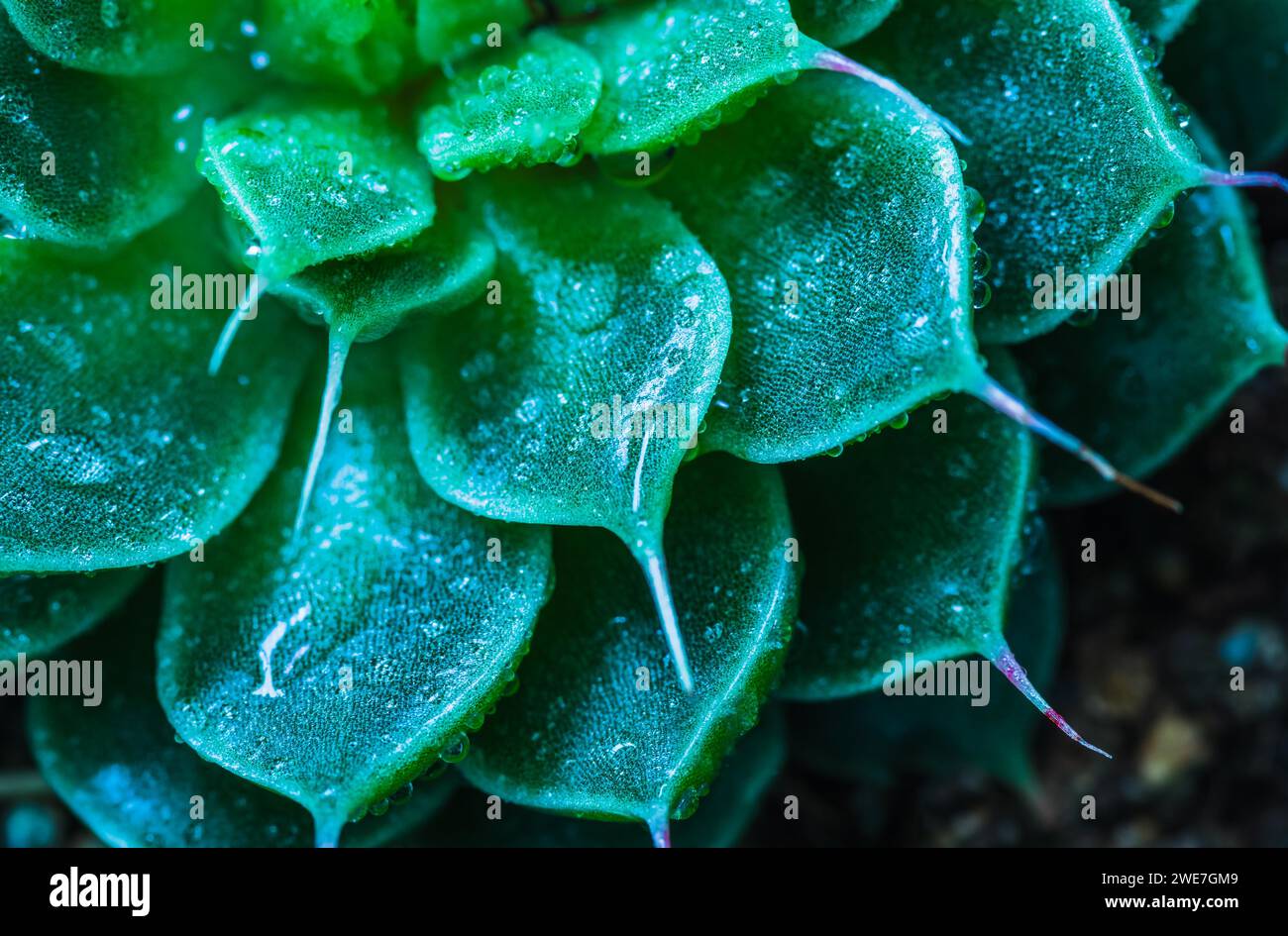 Macro of succulent cactus belonging to the family of Crassulaceae with ...