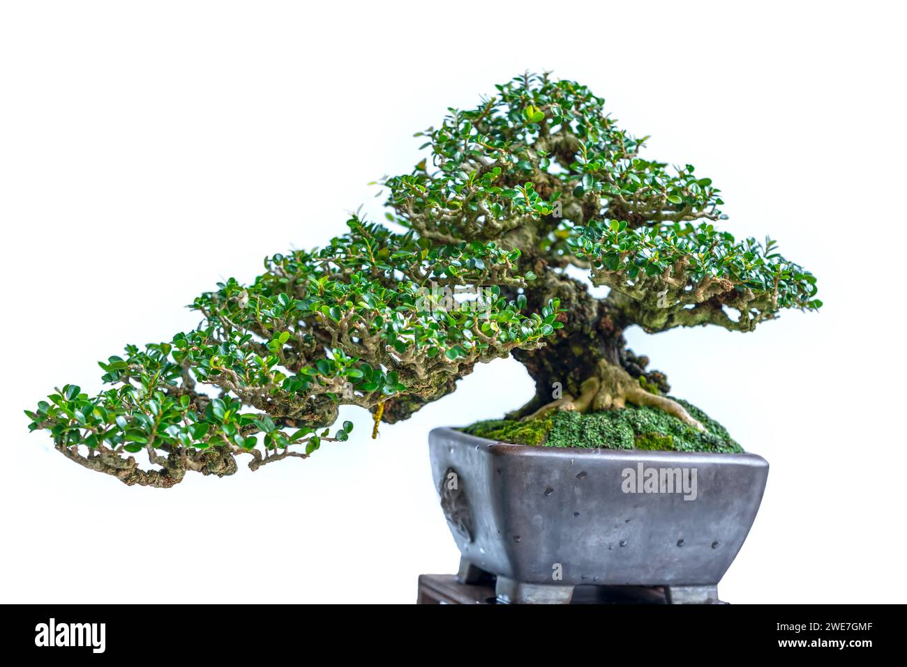 Bonsai tree isolated on white background in a pot plant with many ...