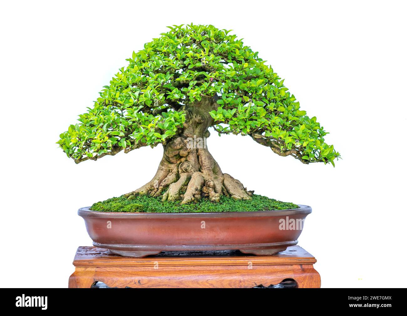Bonsai tree isolated on white background in a pot plant with many ...