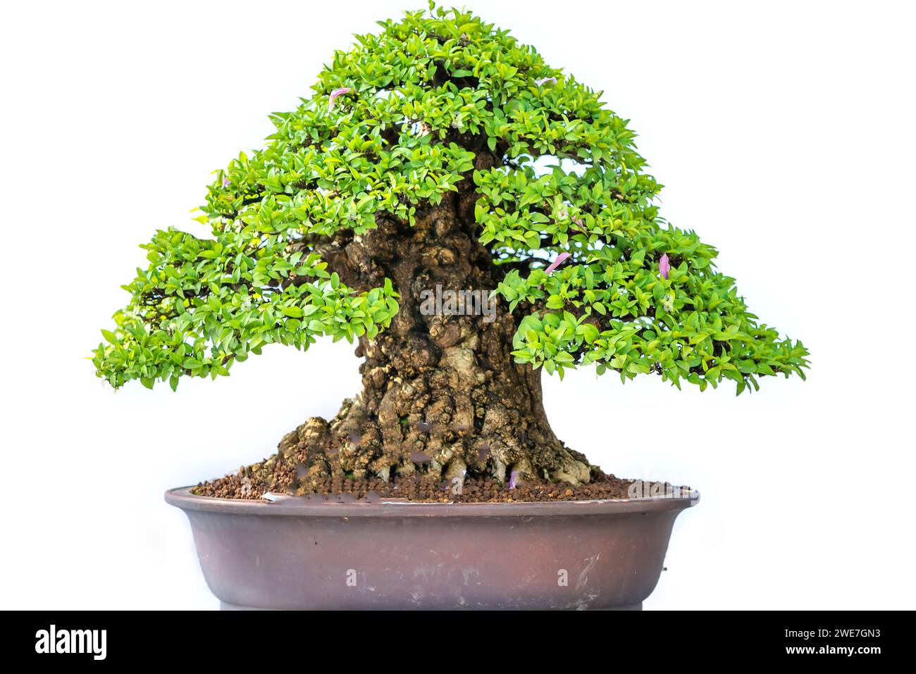 Bonsai tree isolated on white background in a pot plant with many ...