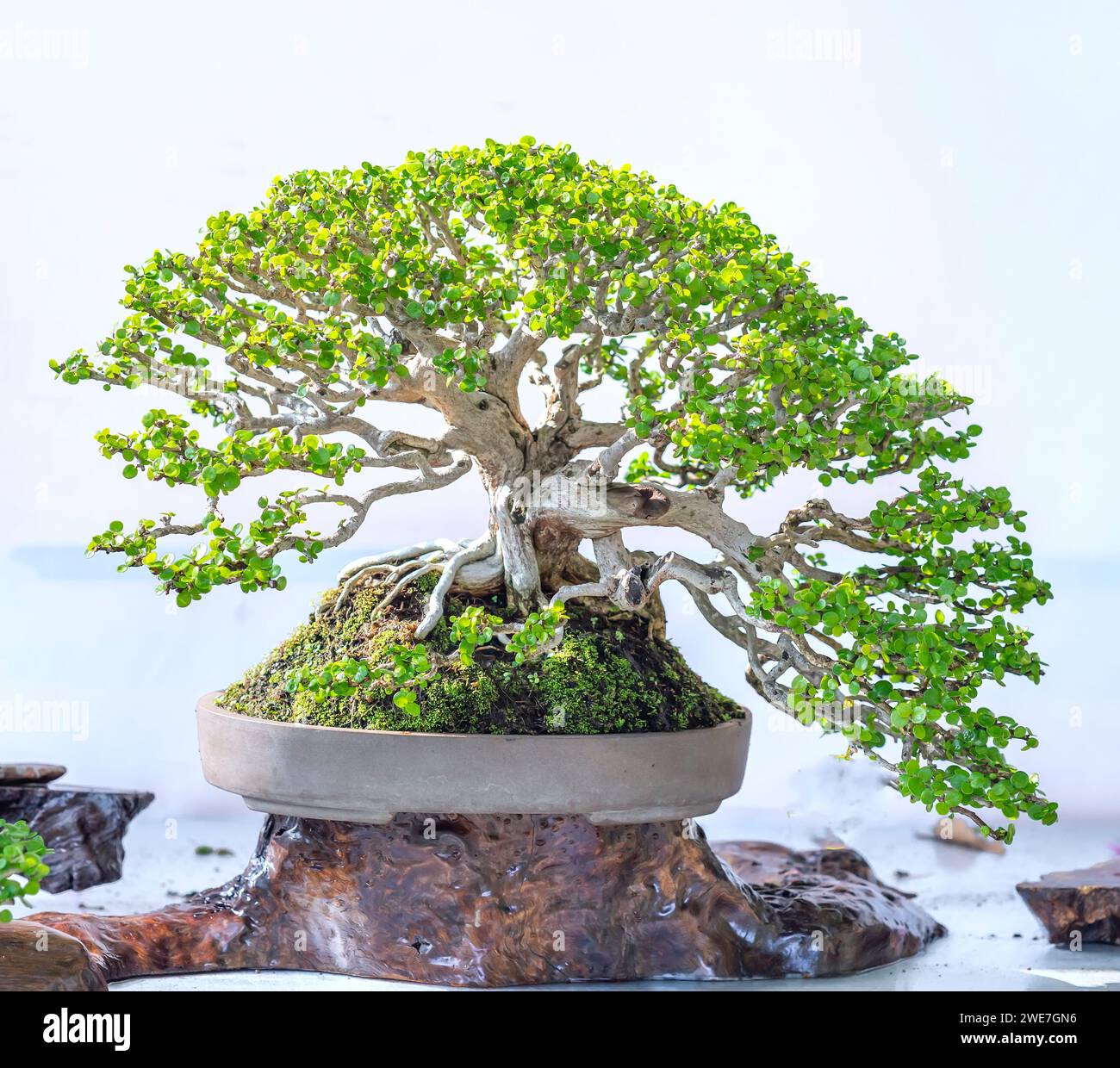 Bonsai tree isolated on white background in a pot plant with many ...