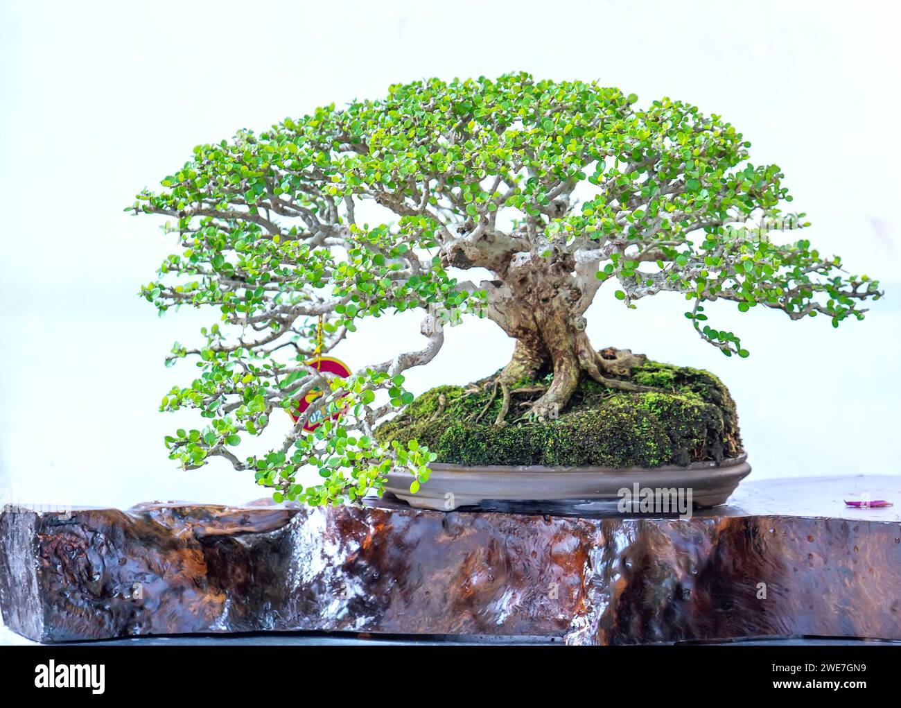 Bonsai tree isolated on white background in a pot plant with many ...
