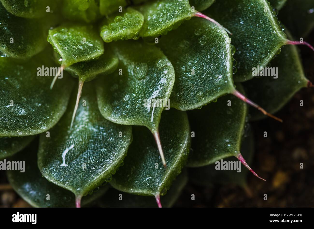 Crassulaceae hi-res stock photography and images - Alamy