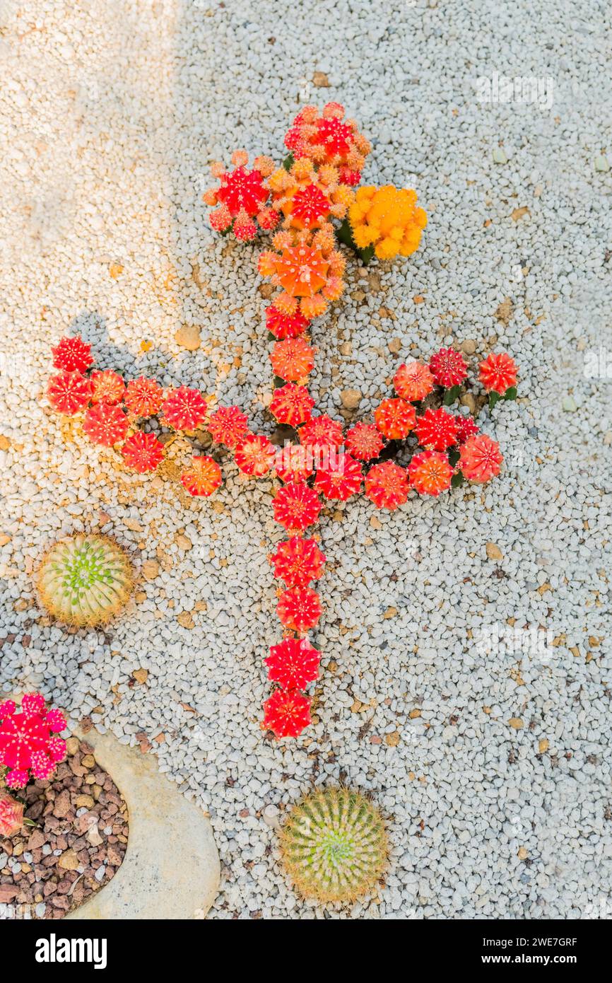 Small red cacti in shape of cross on gravel covered ground Stock Photo ...