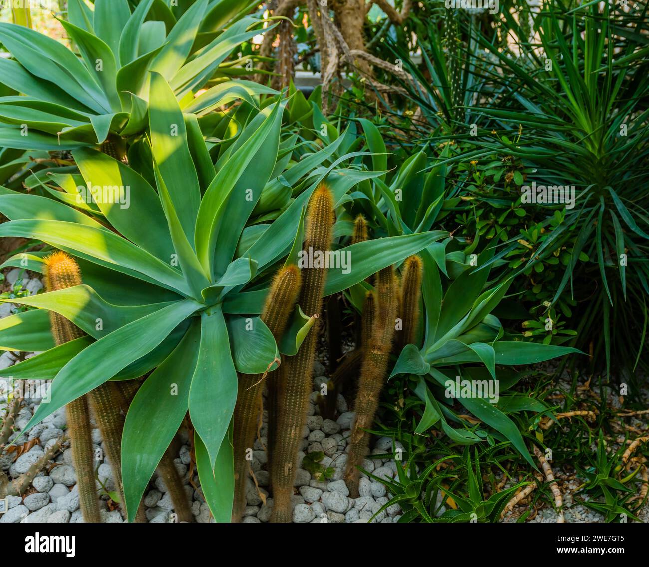 Large leafy plants growing with tall cacti in rocky ground inside ...
