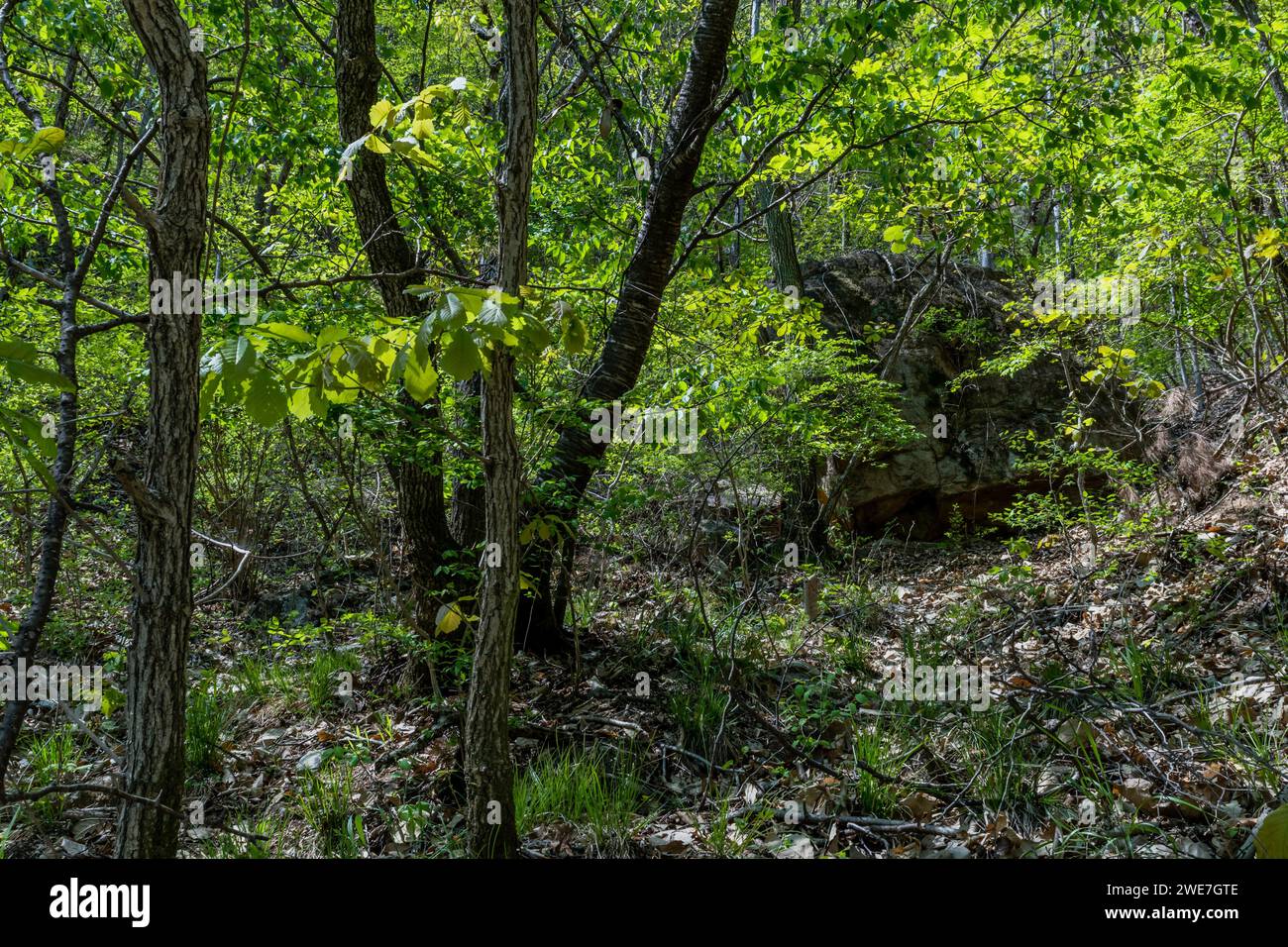 Large boulder hidden behind heavy underbrush and trees in mountainside ...