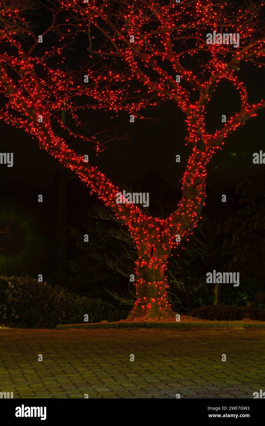 Night photo of tree covered with tiny red Christmas lights in South ...