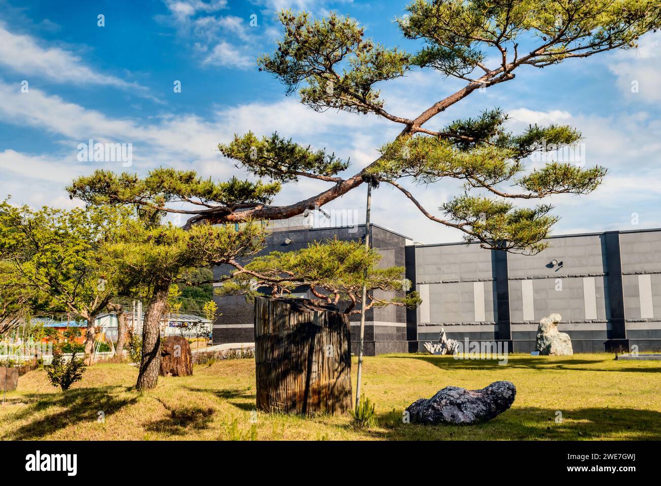 Large piece of petrified tree trunk under branches of evergreen tree in ...