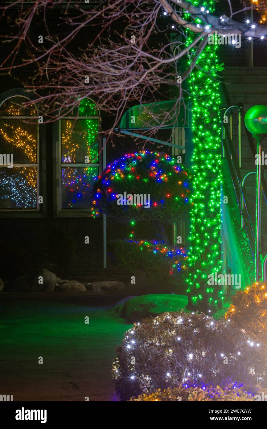 Reflections in windows of Christmas lights on sculpted evergreen trees ...