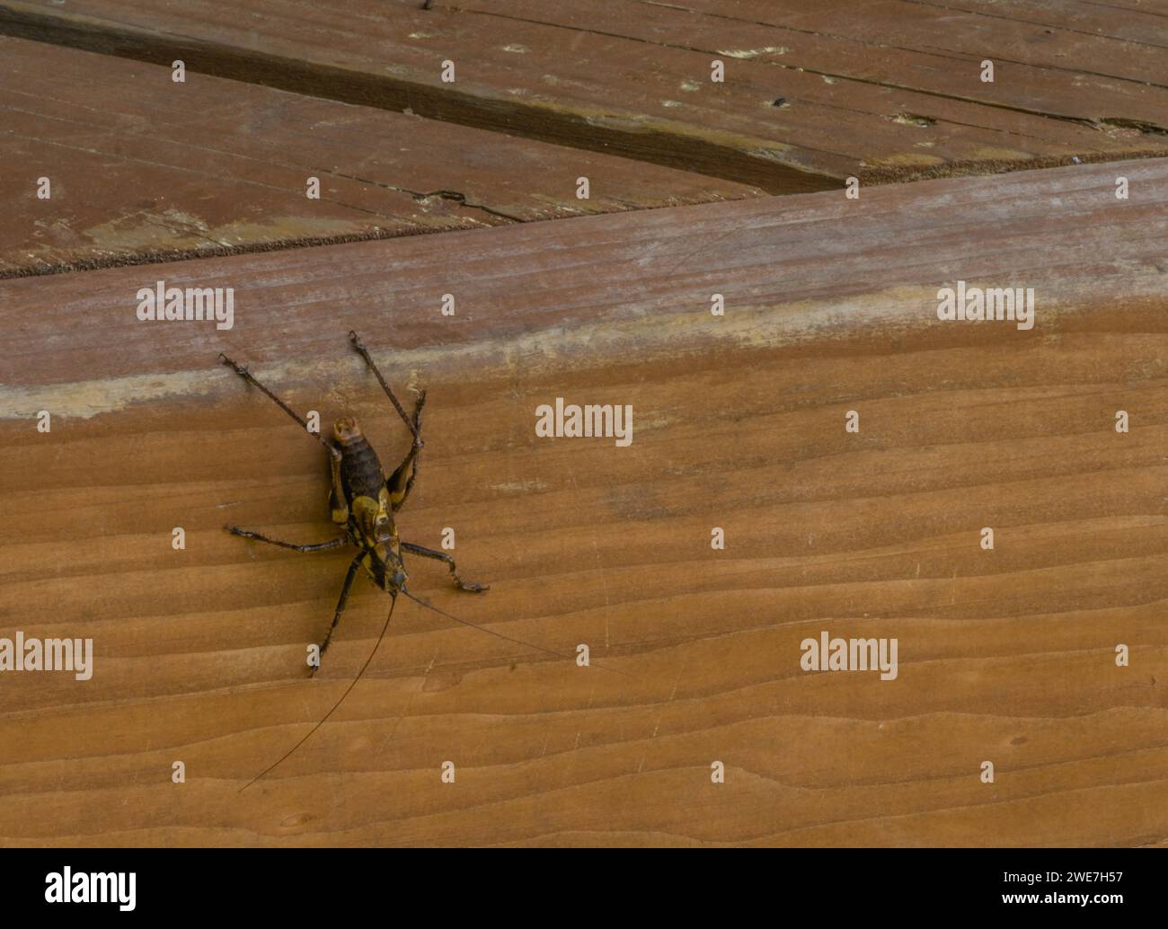 Cricket brown hi-res stock photography and images - Alamy