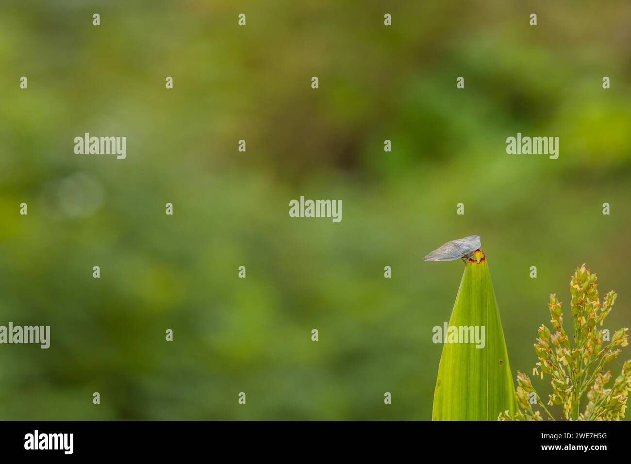 Invasive species of leaf hopper on stalk of maze with blurred ...