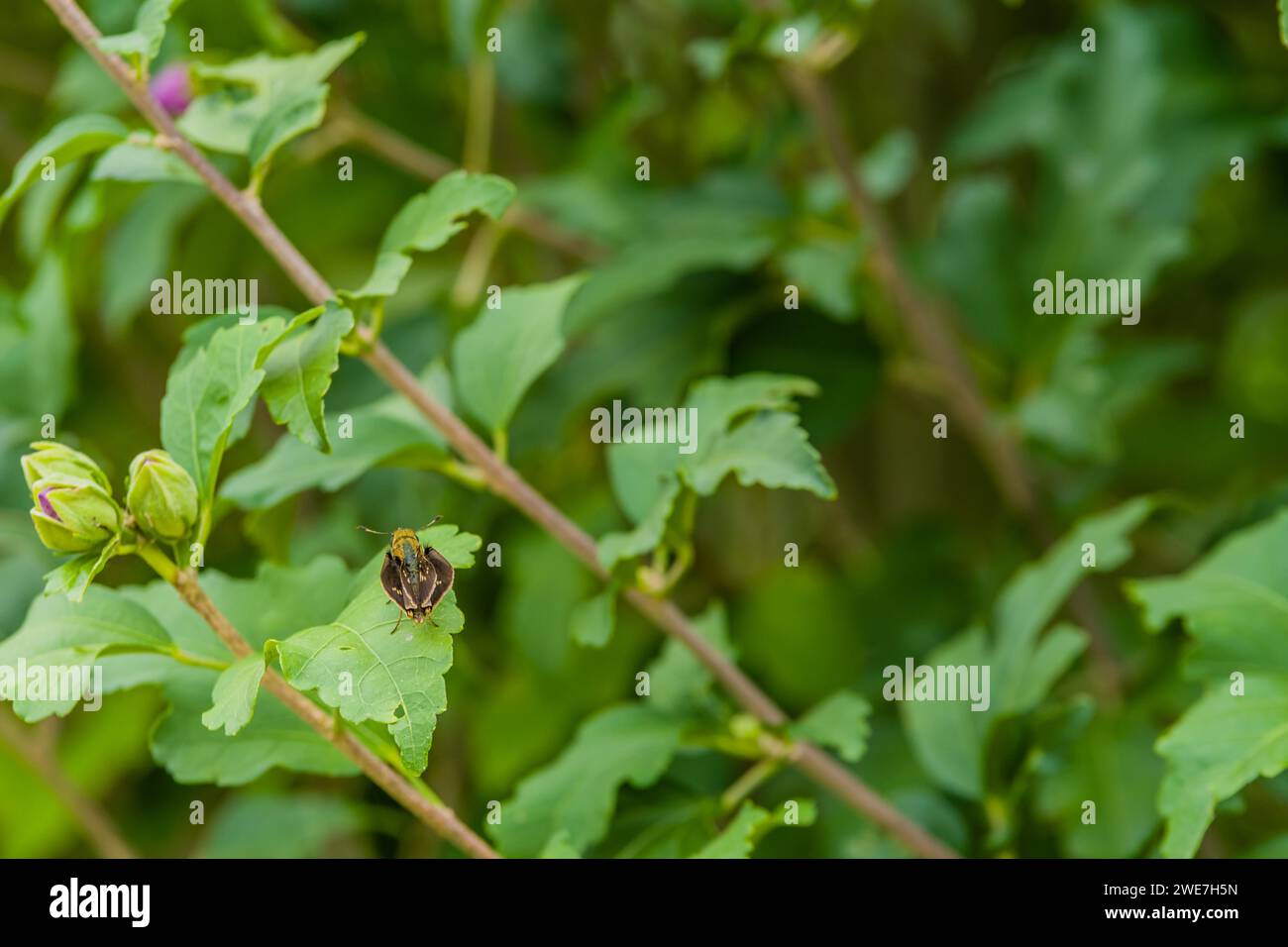 Beautiful brown moth on green leaf of Rose of Sharon flower bush Stock ...