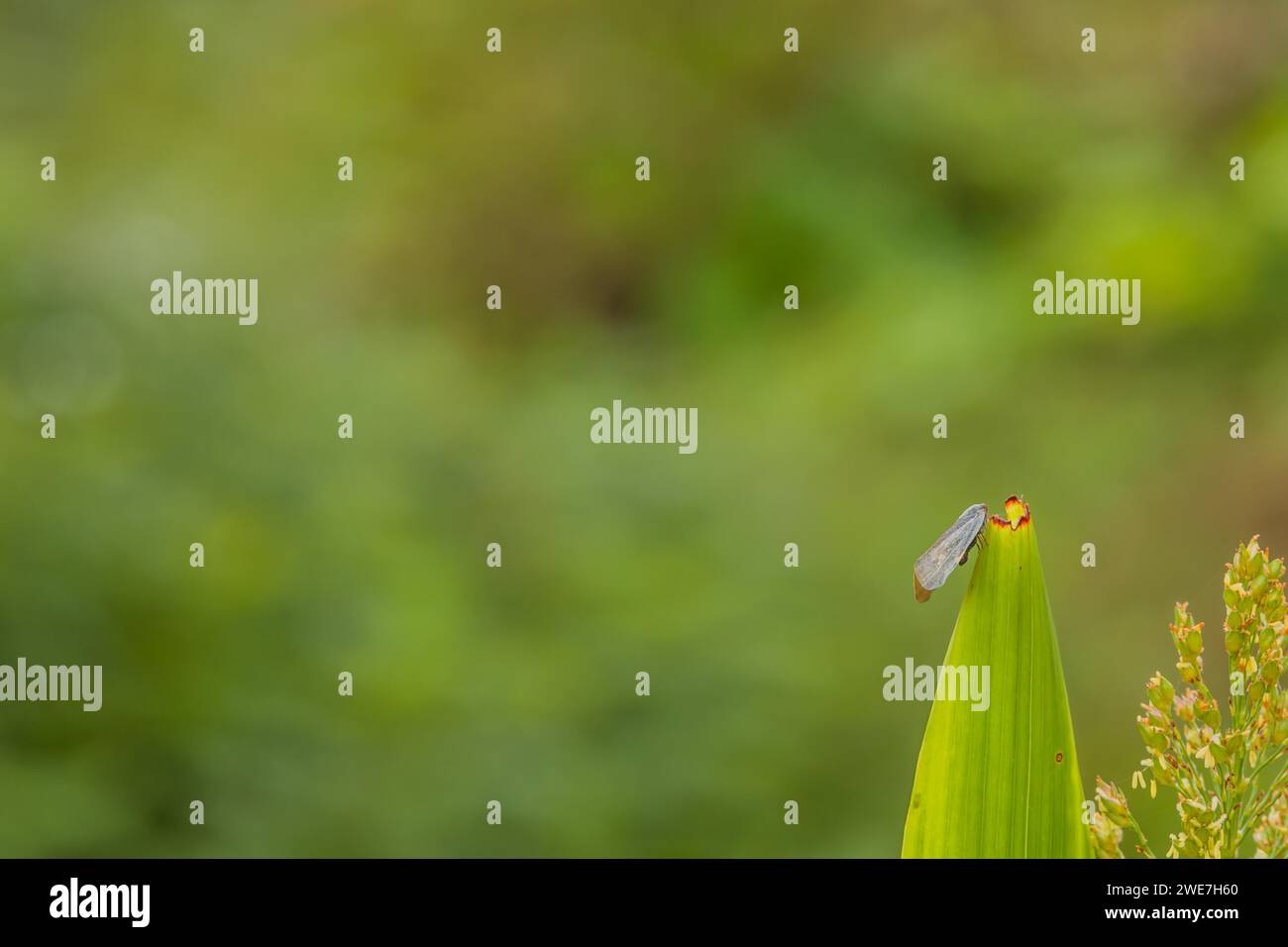 Invasive species of leaf hopper on stalk of maze with blurred ...