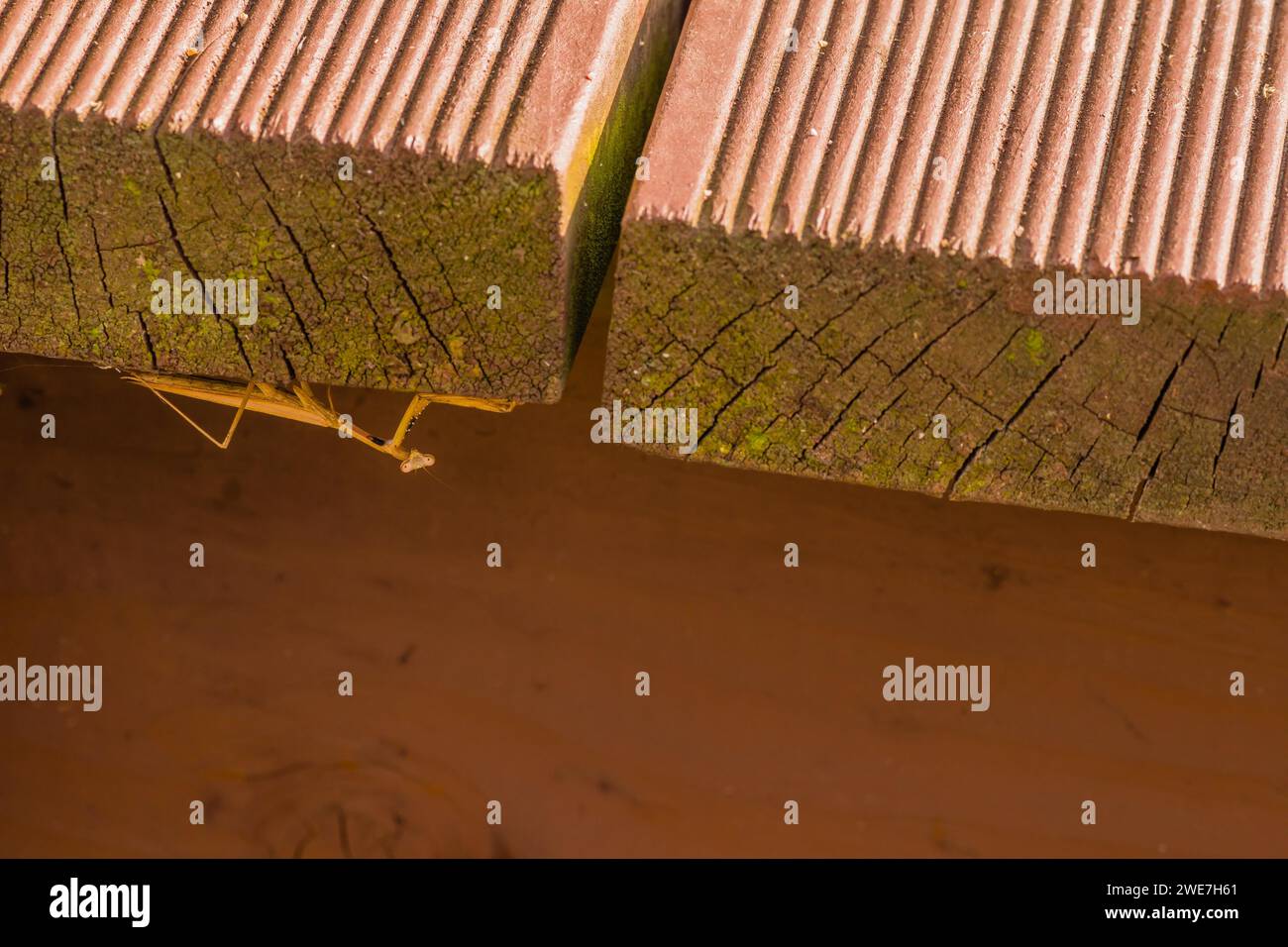Pray mantis trying to hide on underside of wooden walkway looking at ...