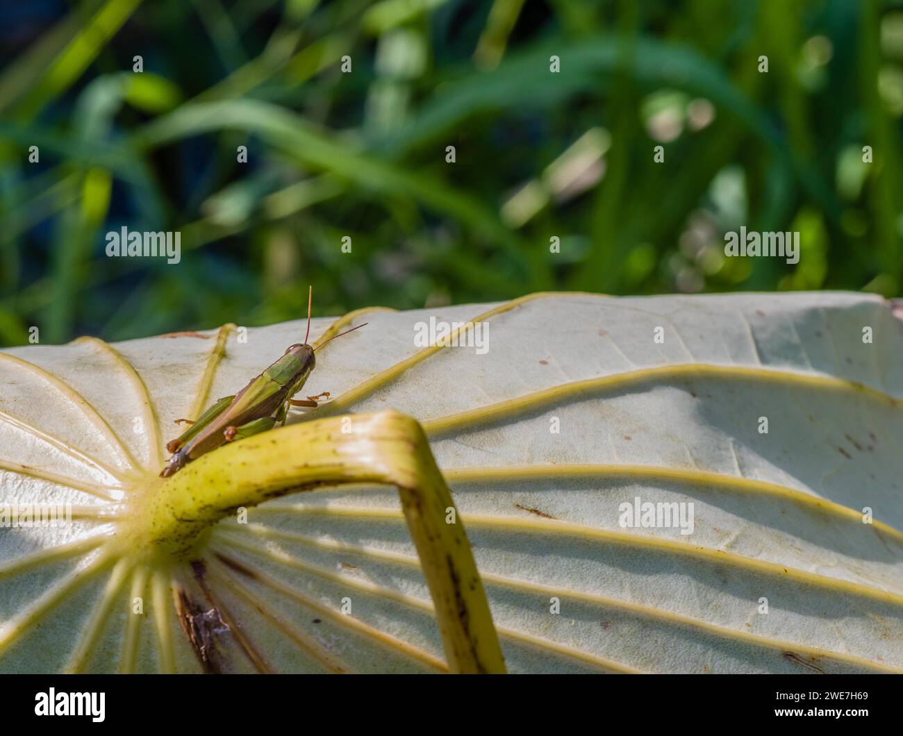 Closeup of grasshopper on underside of large leaf with bent stem Stock ...