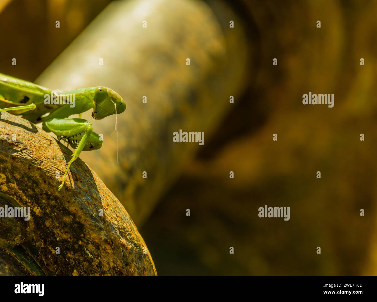 Praying mantis face close up hi-res stock photography and images - Alamy